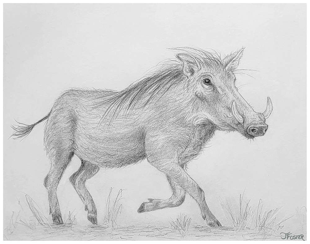 Bristly Charm – Jackie Foster Art
